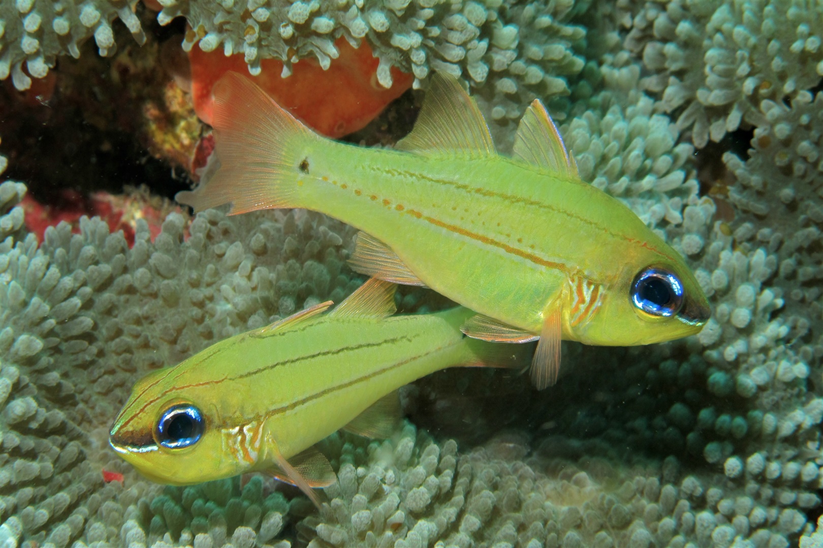 Ostorhinchus sealei (Seale's cardinalfish)