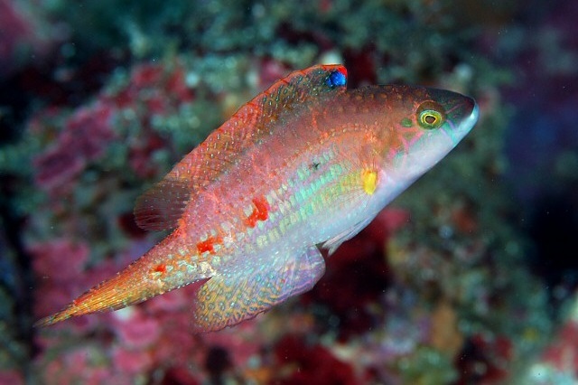 Oxycheilinus bimaculatus (Two-spot wrasse)