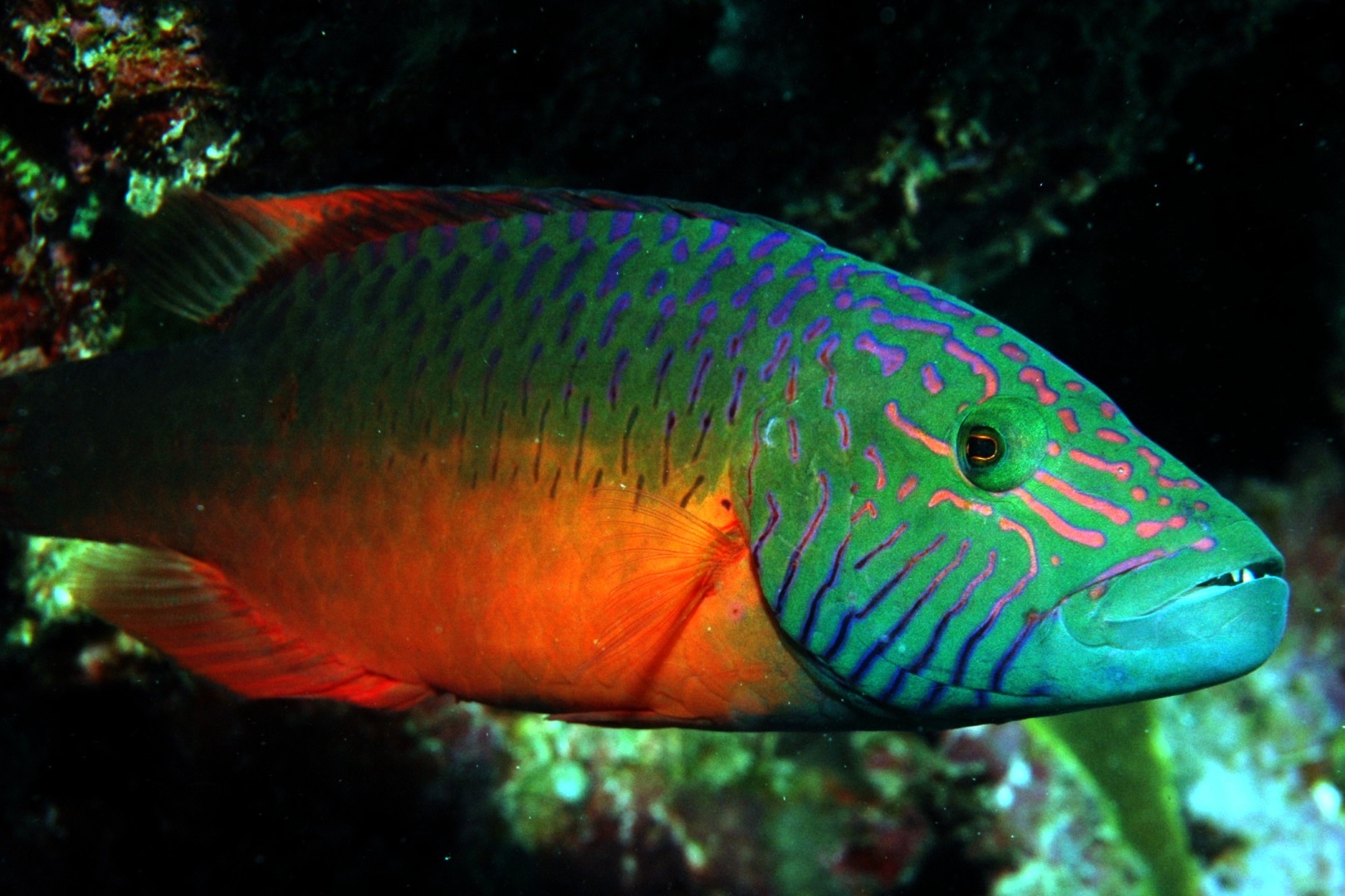 Oxycheilinus digramma (Cheeklined wrasse)