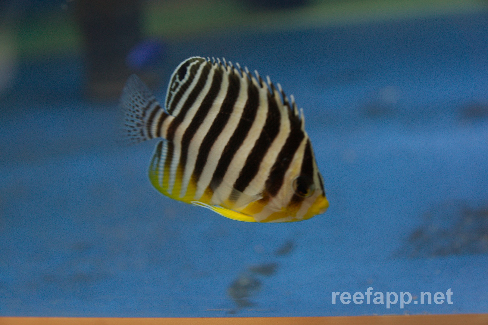 Paracentropyge Multifasciata Multibar Angelfish paracentropyge-multifasciata-multibar-angelfish