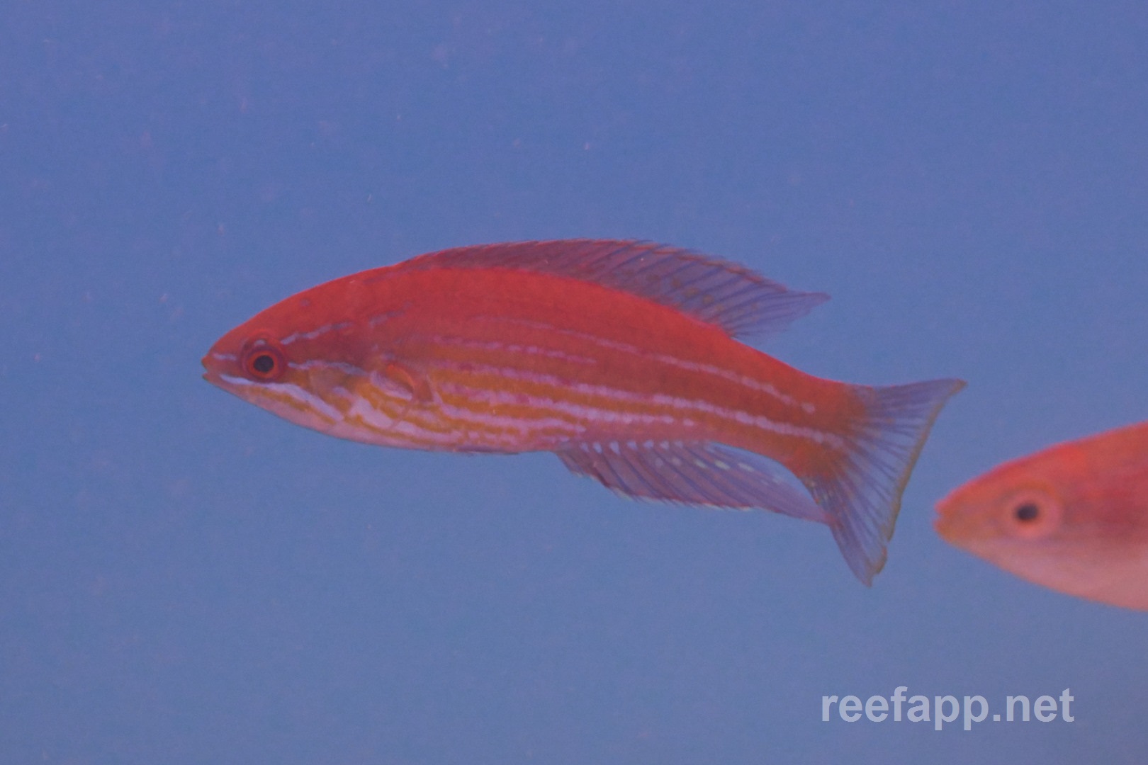 Paracheilinus angulatus (Angular flasher)