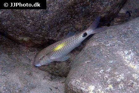 Parupeneus indicus (Indian goatfish)
