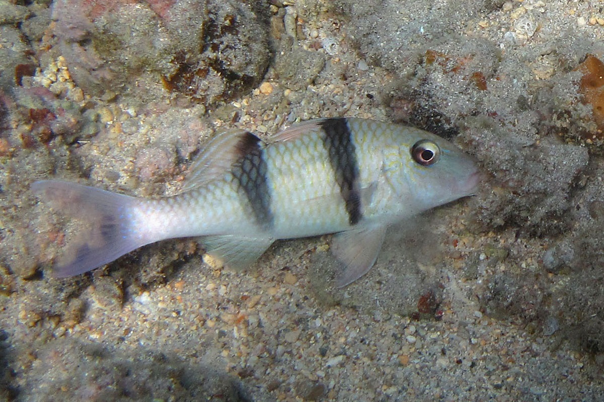 Parupeneus trifasciatus