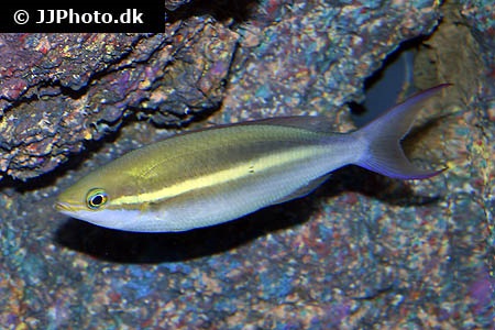 Pentapodus emeryii (Double whiptail)