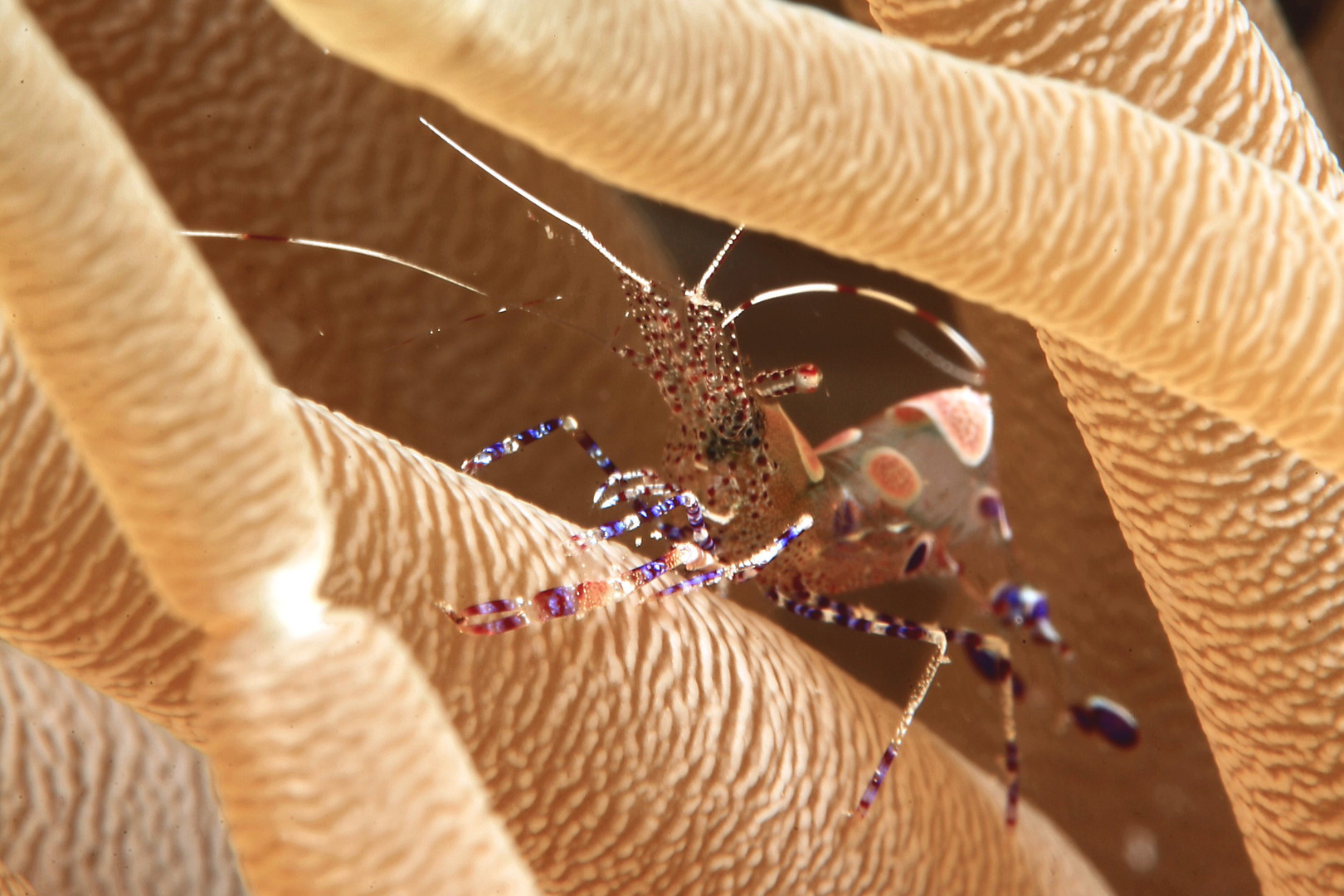 Periclimenes yucatanicus (Spotted cleaner shrimp)