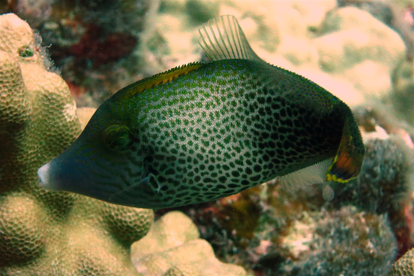 Pervagor spilosoma (Fantail filefish)