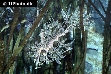Phycodurus eques (Leafy seadragon)