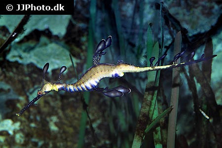 Phyllopteryx taeniolatus (Common seadragon)