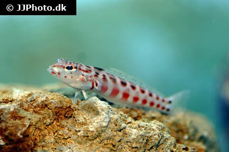 Pinguipedidae (Sandperches)