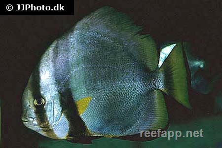 Platax boersii (Golden spadefish)