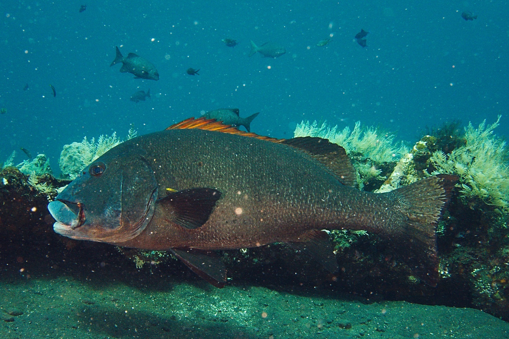 Plectorhinchus albovittatus (Two-striped sweetlips)