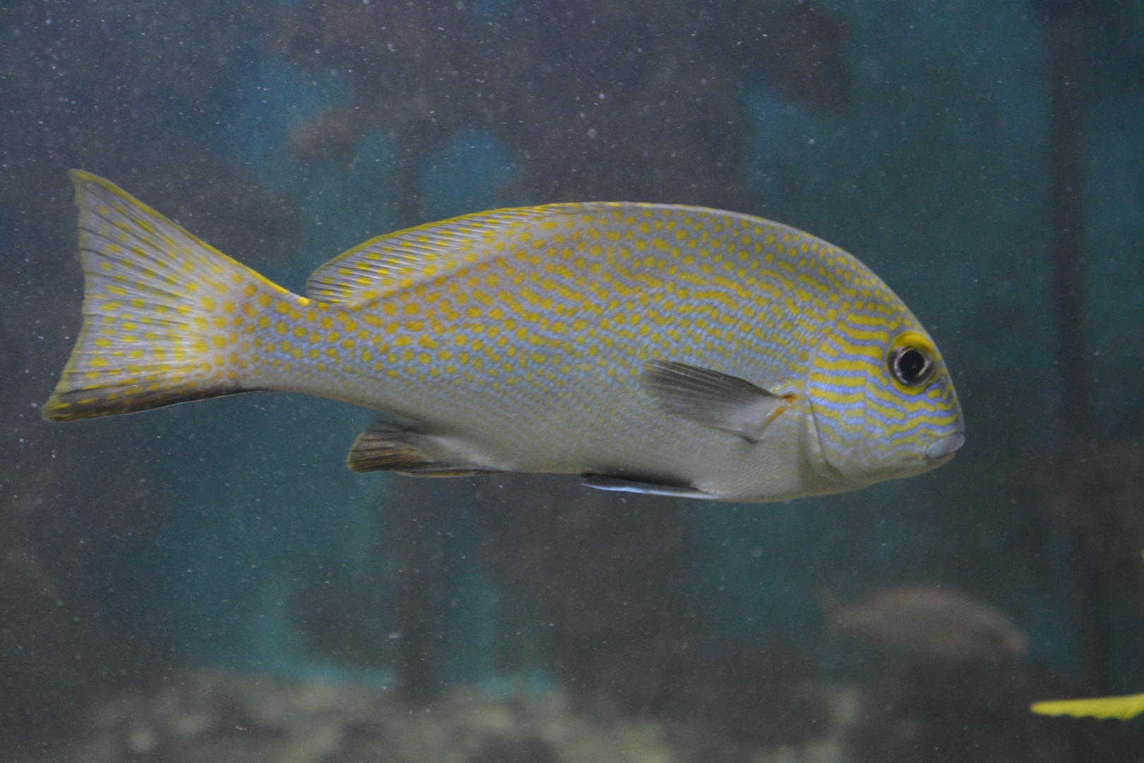 Plectorhinchus flavomaculatus (Lemonfish)