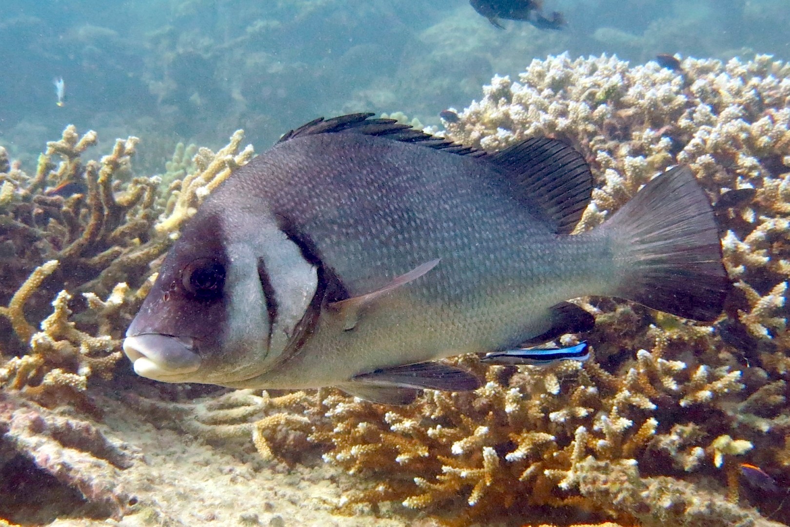Plectorhinchus gibbosus