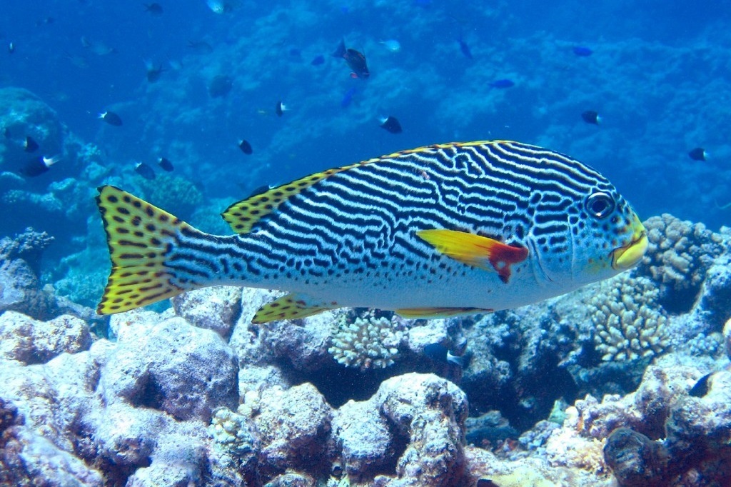 Plectorhinchus lineatus (Yellowbanded sweetlips)