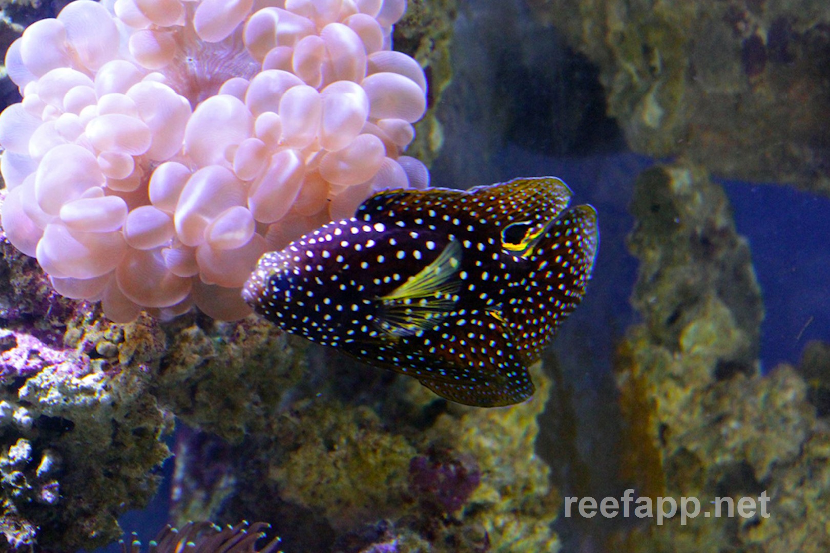 Plesiopidae (Roundheads)