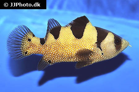 Pogonoperca punctata (Leaflip Grouper)