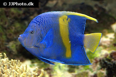 Pomacanthus Maculosus Marine Aquarium Fish Marine Aquarium Pomacanthus