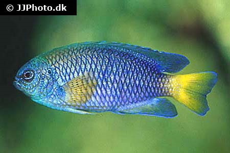 Pomacentrus similis (Similar damsel)