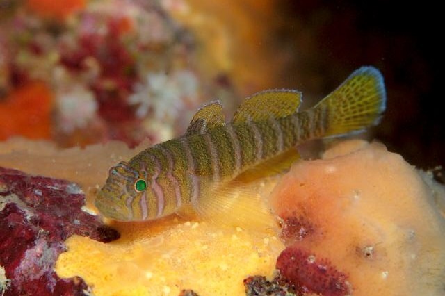 Priolepis cincta (Banded reef goby)