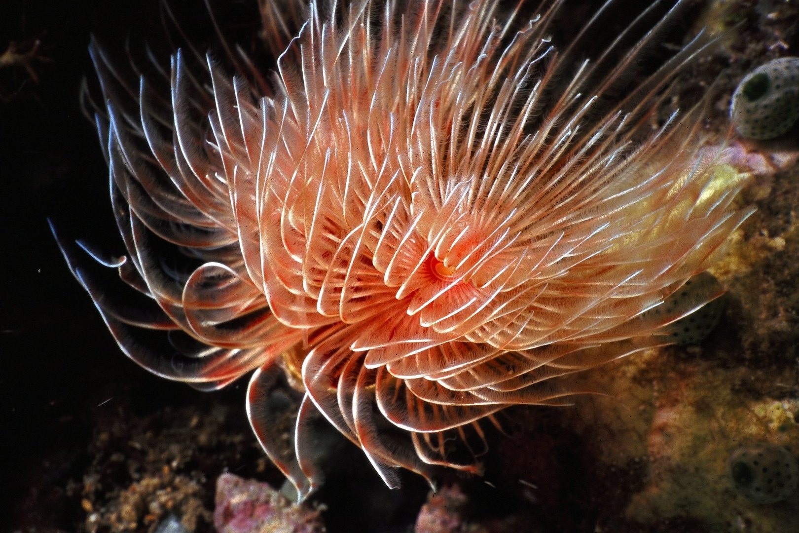 Protula bispiralis (Red fanworm)