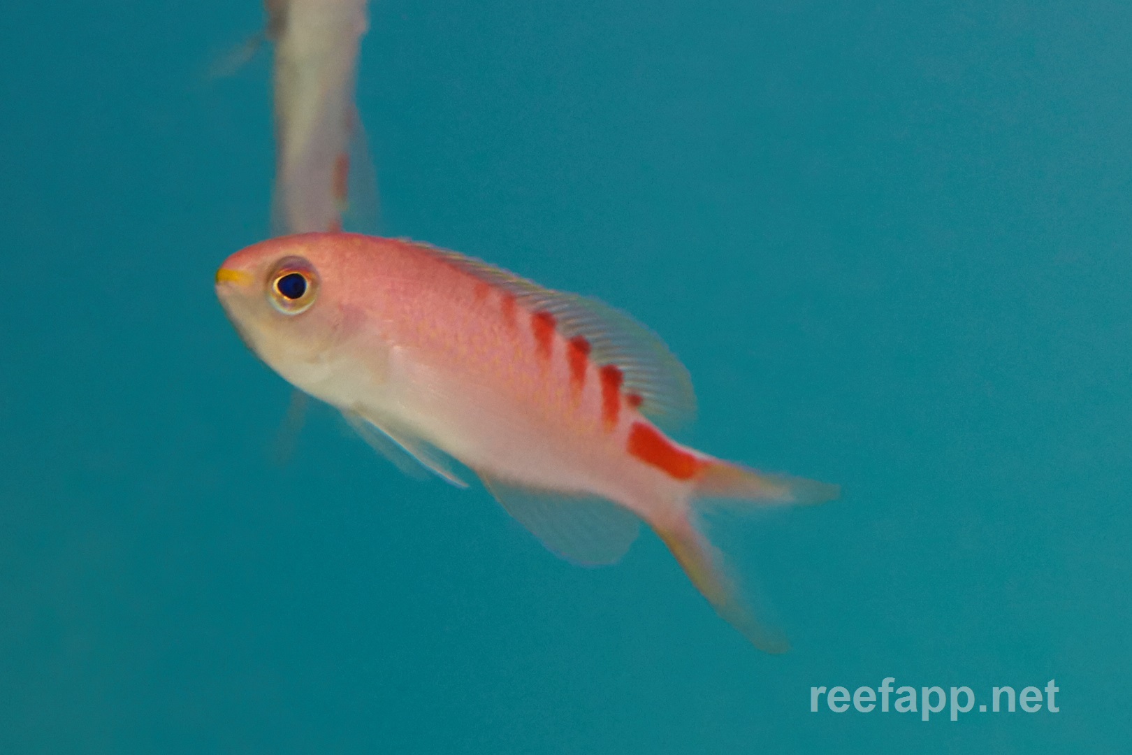 Pseudanthias lori (Lori's anthias)