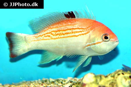 Pseudanthias luzonensis (Yellowlined anthias)