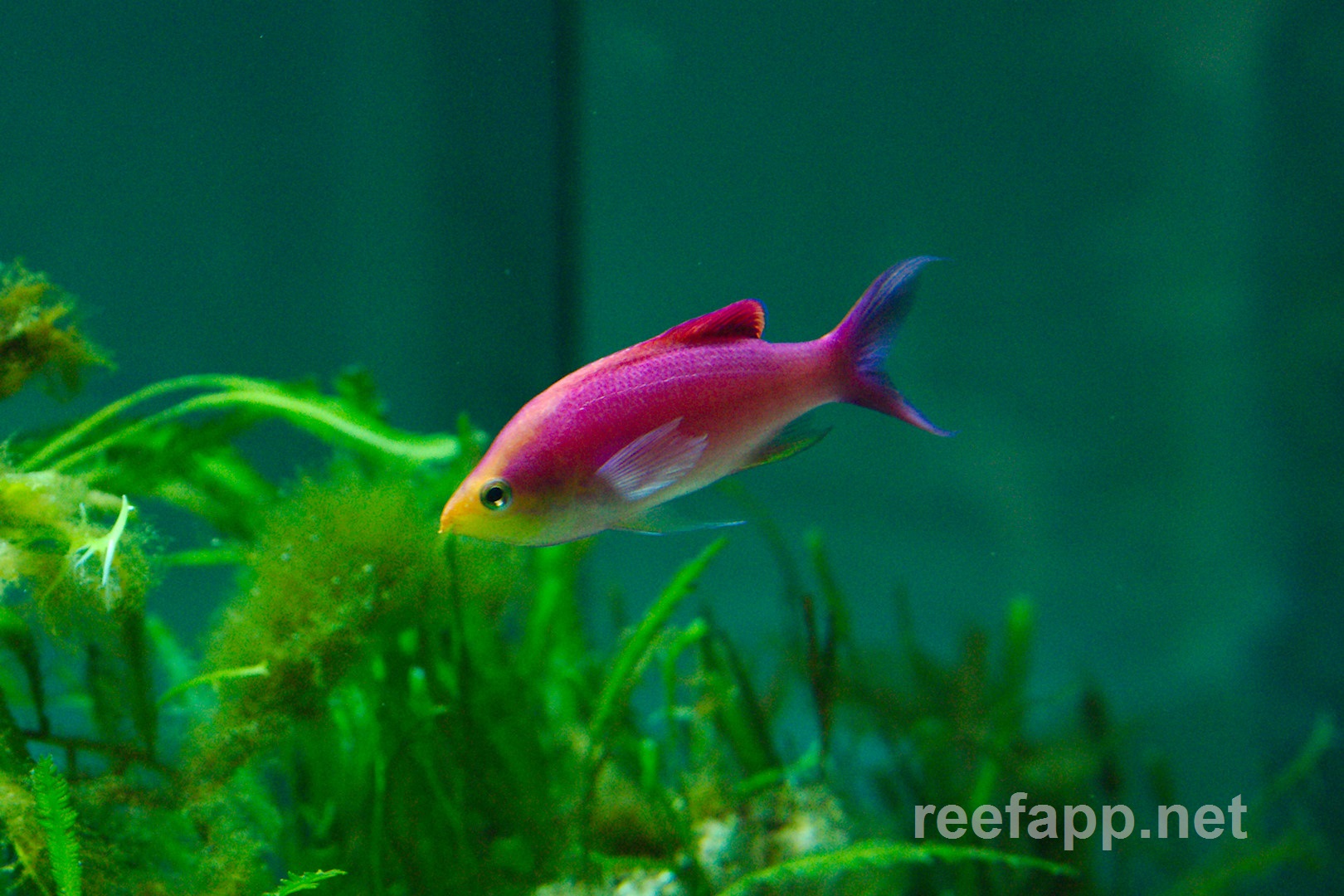 Pseudanthias tuka (Yellowstriped fairy basslet)