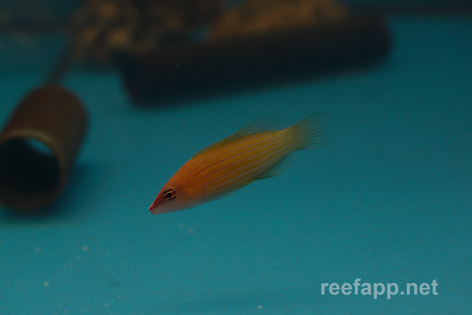 Pseudocheilinus octotaenia (Eight Lined Wrasse)