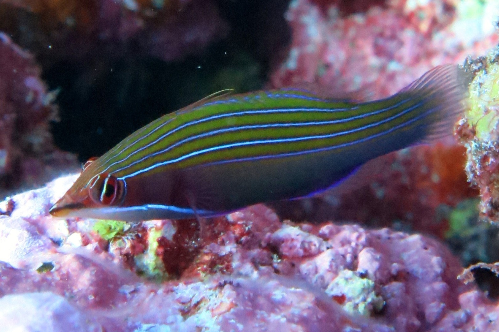 Pseudocheilinus tetrataenia (Four-lined wrasse)