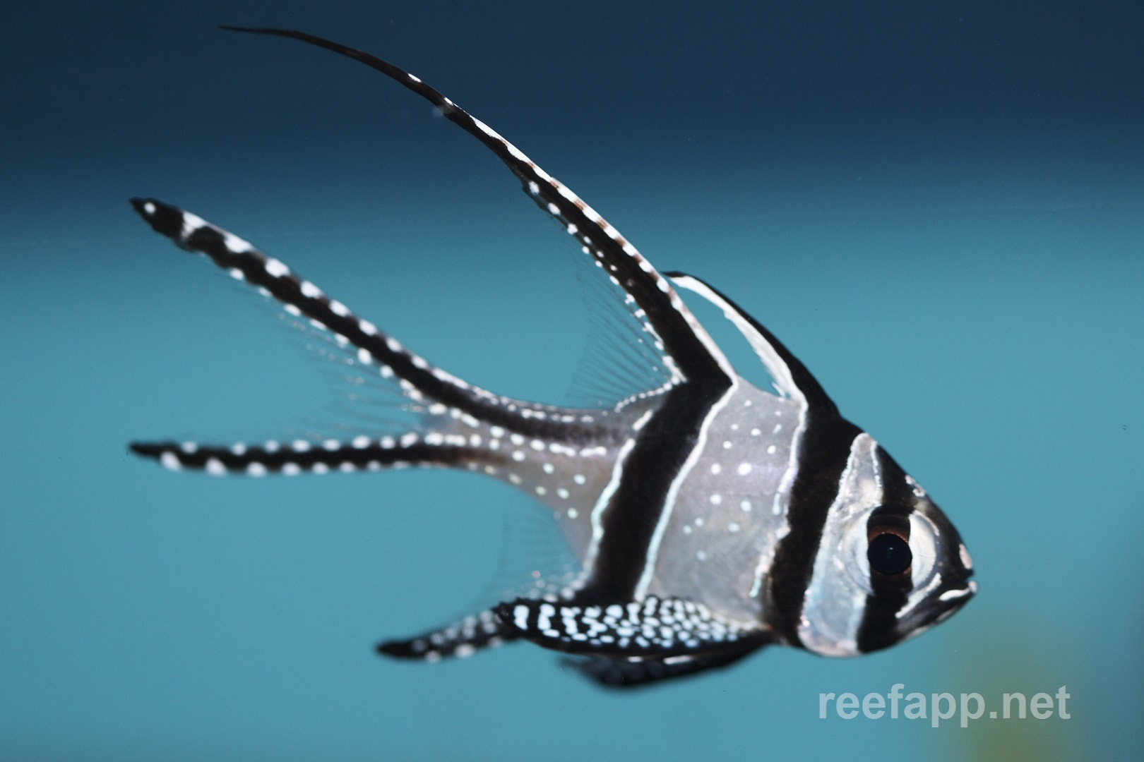 Pterapogon kauderni (Banggai cardinal fish)