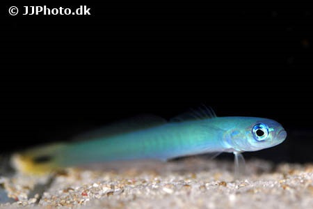 Ptereleotris heteroptera (Blacktail goby)