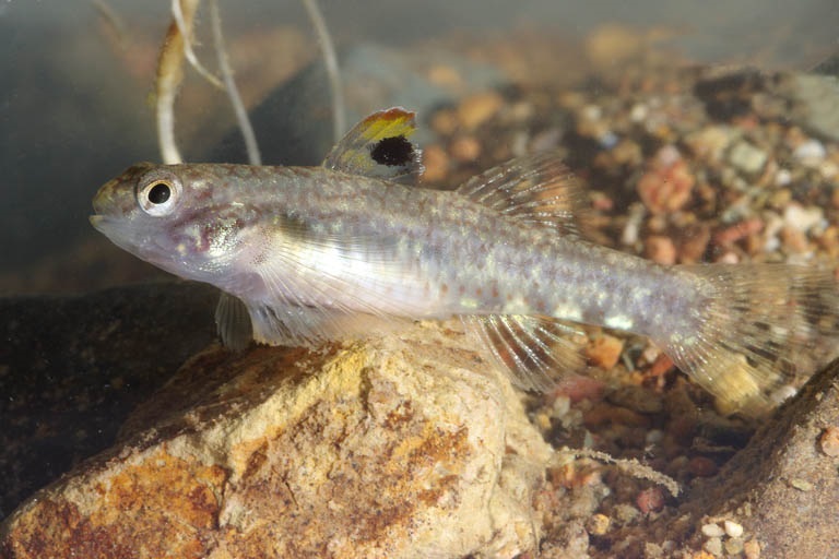 Redigobius leveri