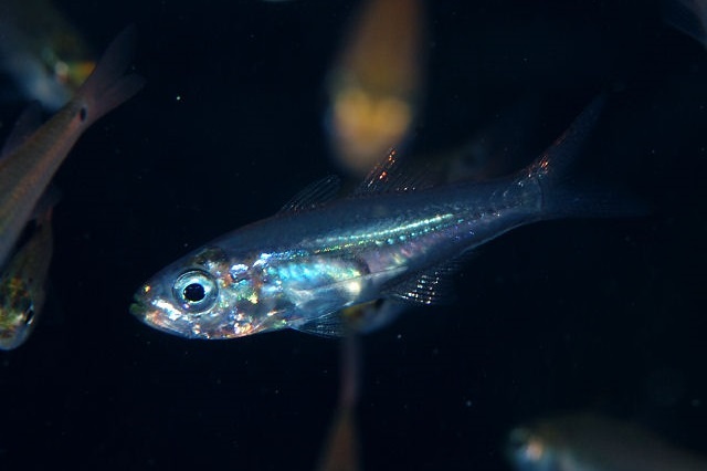 Rhabdamia gracilis (Luminous cardinalfish)