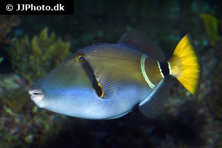 Rhinecanthus cinereus