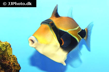 Rhinecanthus rectangulus (Wedge-tail triggerfish)