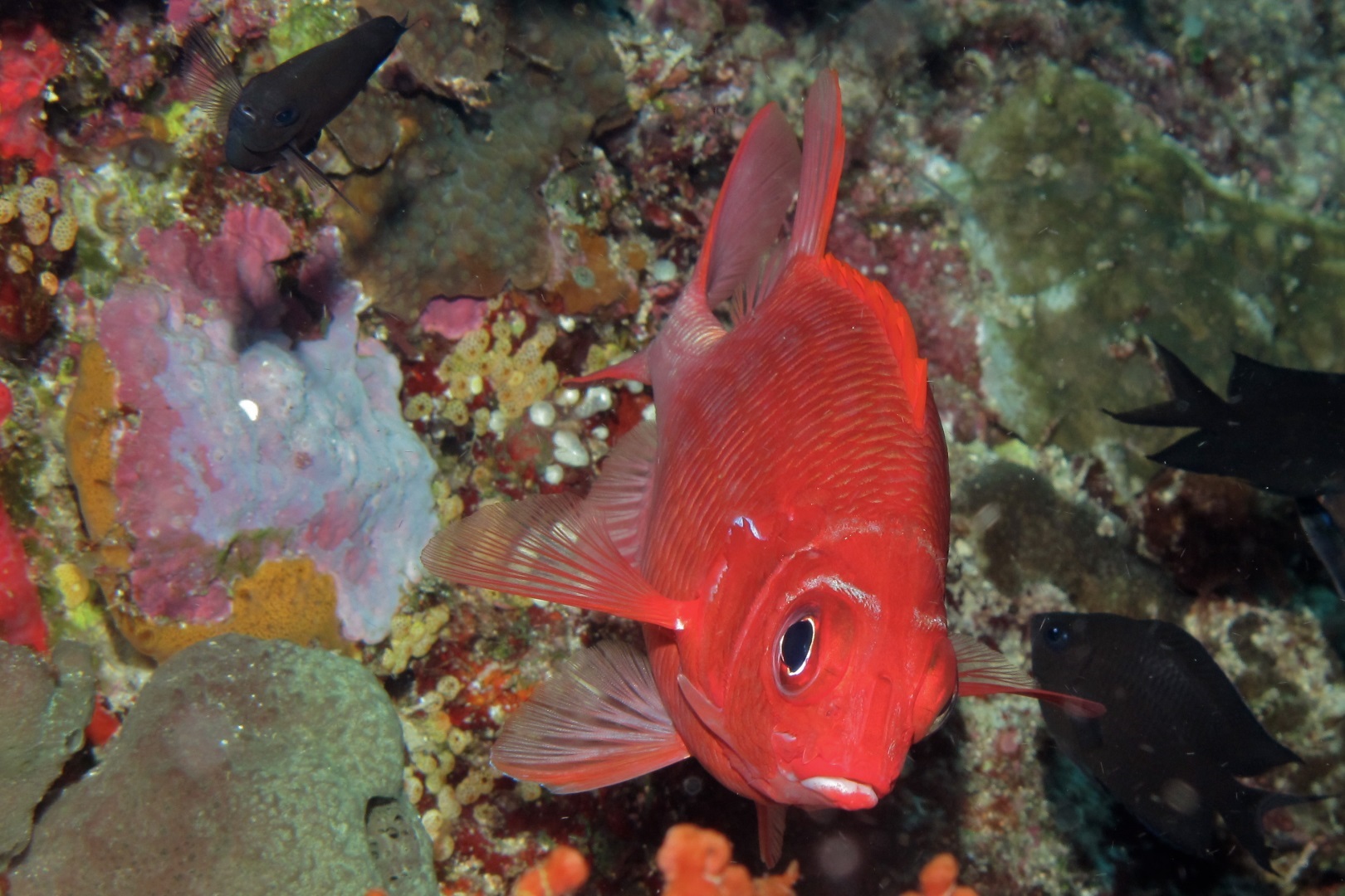 Sargocentron caudimaculatum (Silverspot squirrelfish)