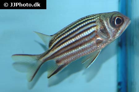 Sargocentron vexillarium (Dusky squirrelfish )