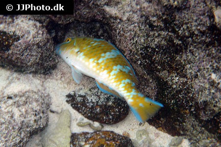 Scarus ghobban (Blue-barred parrotfish)