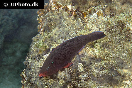Scarus niger (Dusky parrotfish)
