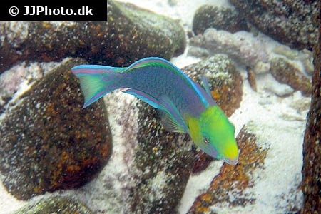 Scarus spinus (Greensnout parrotfish)