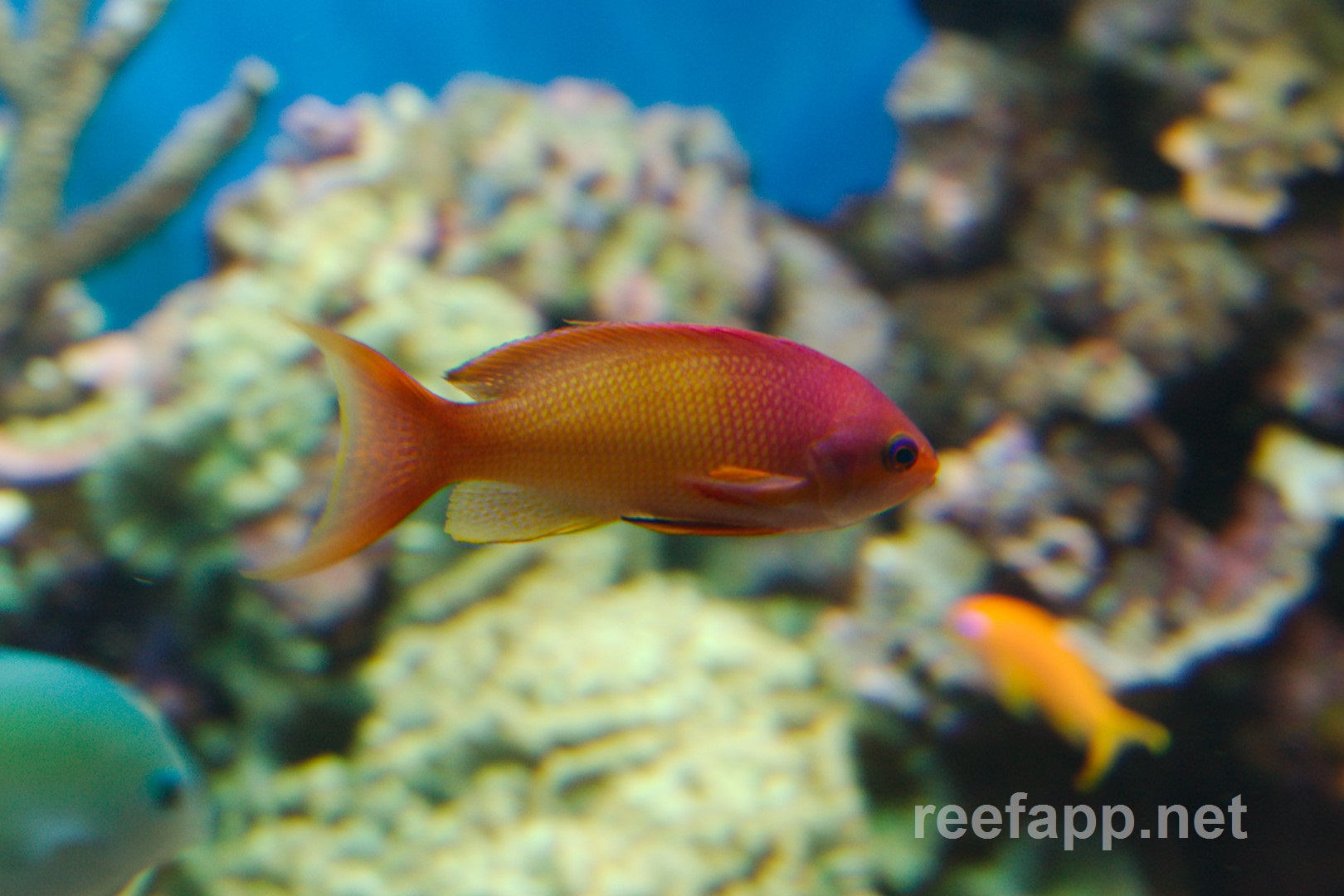 Serranidae (Sea basses)