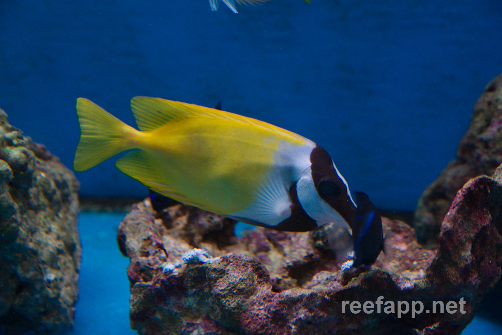 Siganidae (Rabbitfishes)