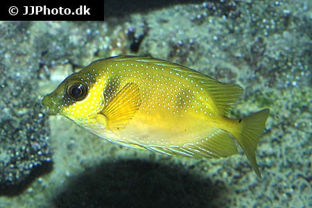 Siganus corallinus (Blue-spotted spinefoot)
