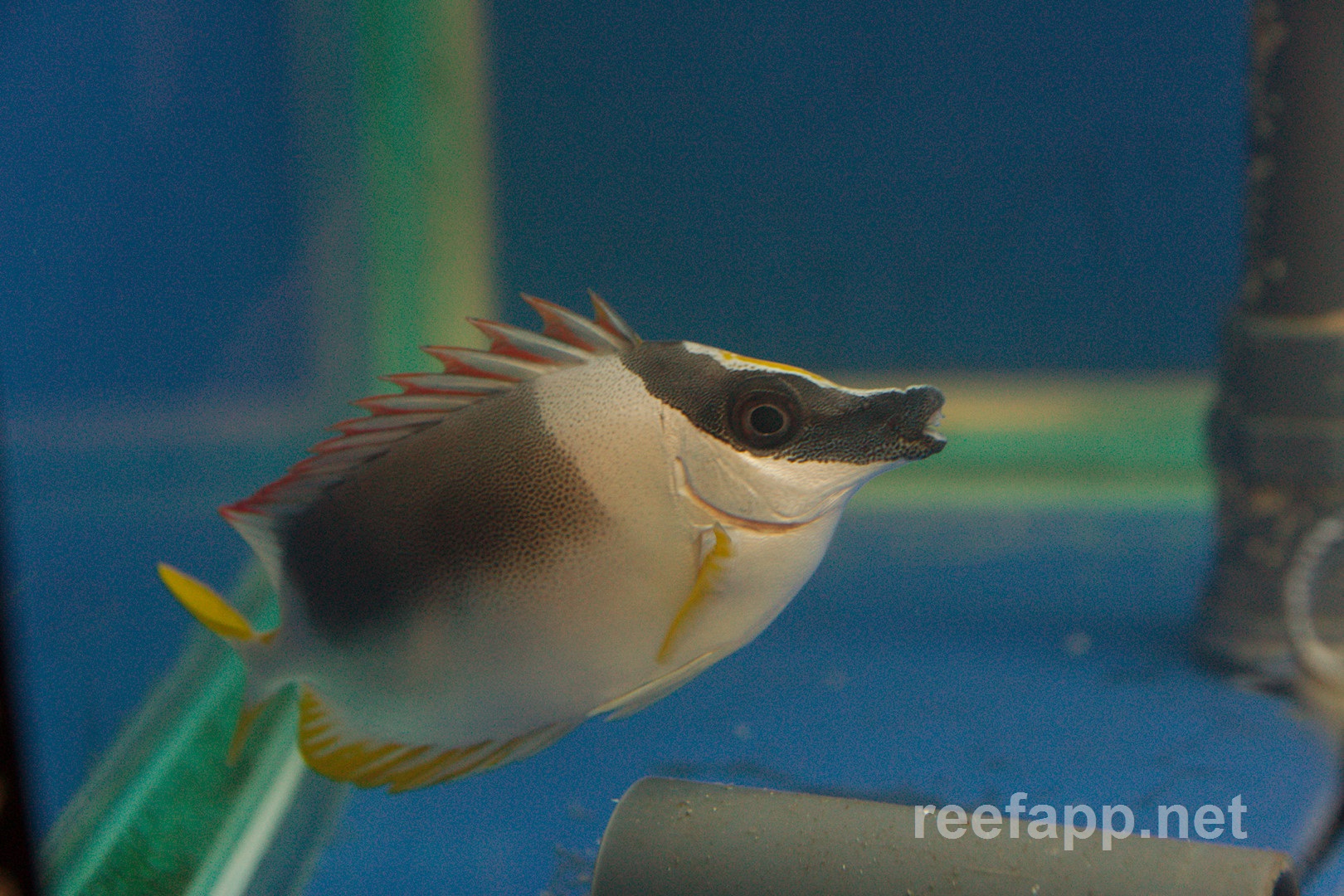 Siganus magnificus (Magnificent rabbitfish)