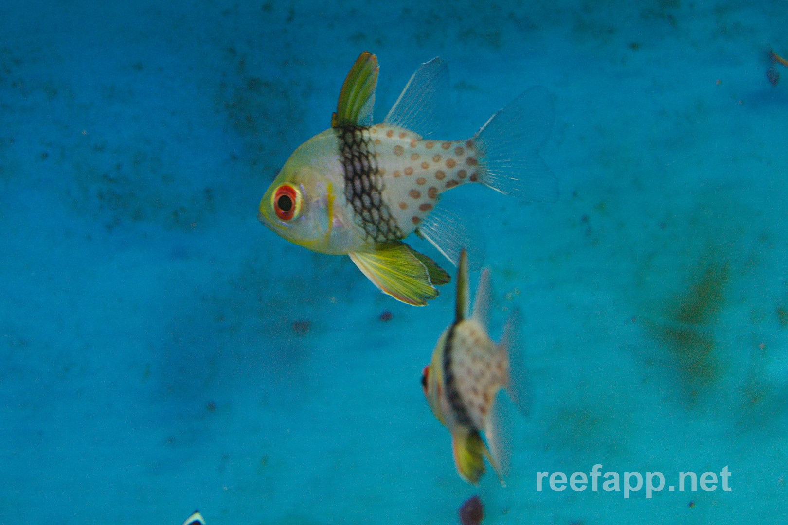 Sphaeramia nematoptera (Spotted Cardinalfish)
