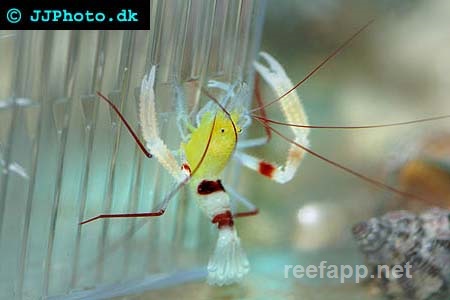 Stenopus zanzibaricus (Gold-banded coral shrimp)