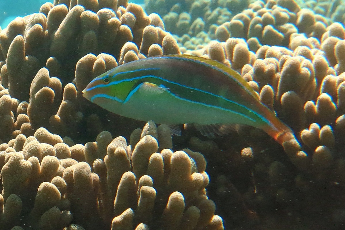 Stethojulis albovittata (Bluelined wrasse)