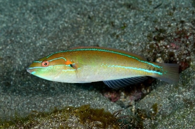 Stethojulis interrupta (Cutribbon wrasse)