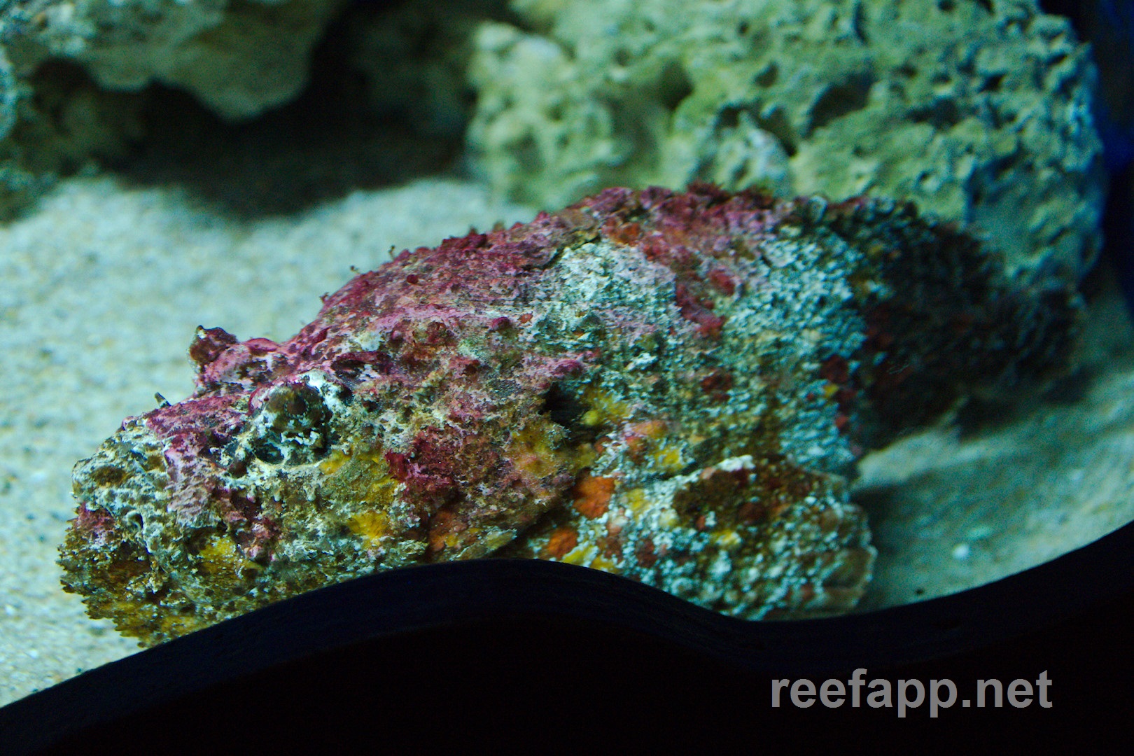 Synanceiidae (Stenfisk)