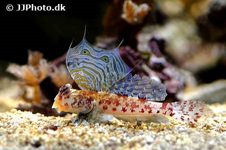 Synchiropus stellatus (Starry dragonet)